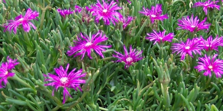 Xeriscaping in Santa Fe - McCumber Fine Gardens